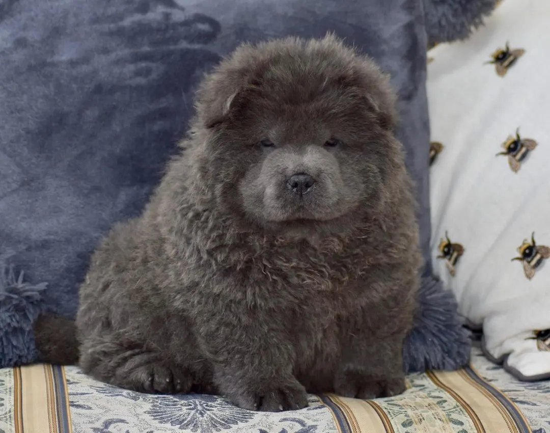 What's Interesting About Blue Chow Chows?