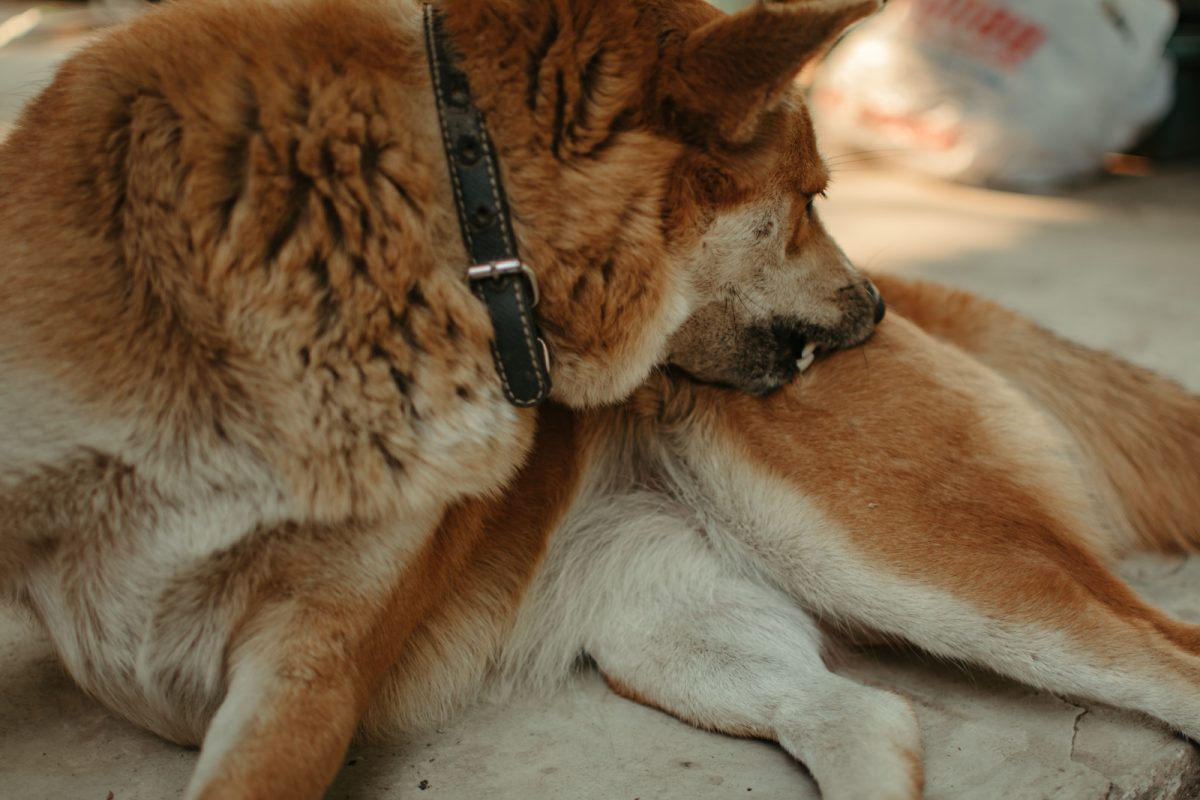 Dry Flaky Skin On Dogs — What Causes It And How To Treat It