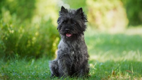 Cairn Terrier Growth Chart - The Size And Weight Of Toto