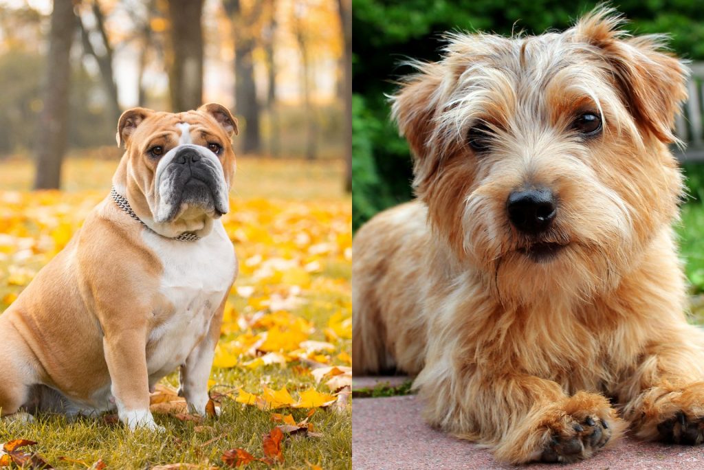 7 Norfolk Terrier Mixes - Good, Better, The Norfolk Mix