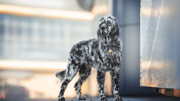 English Setter Colors: The Commons And The Rares