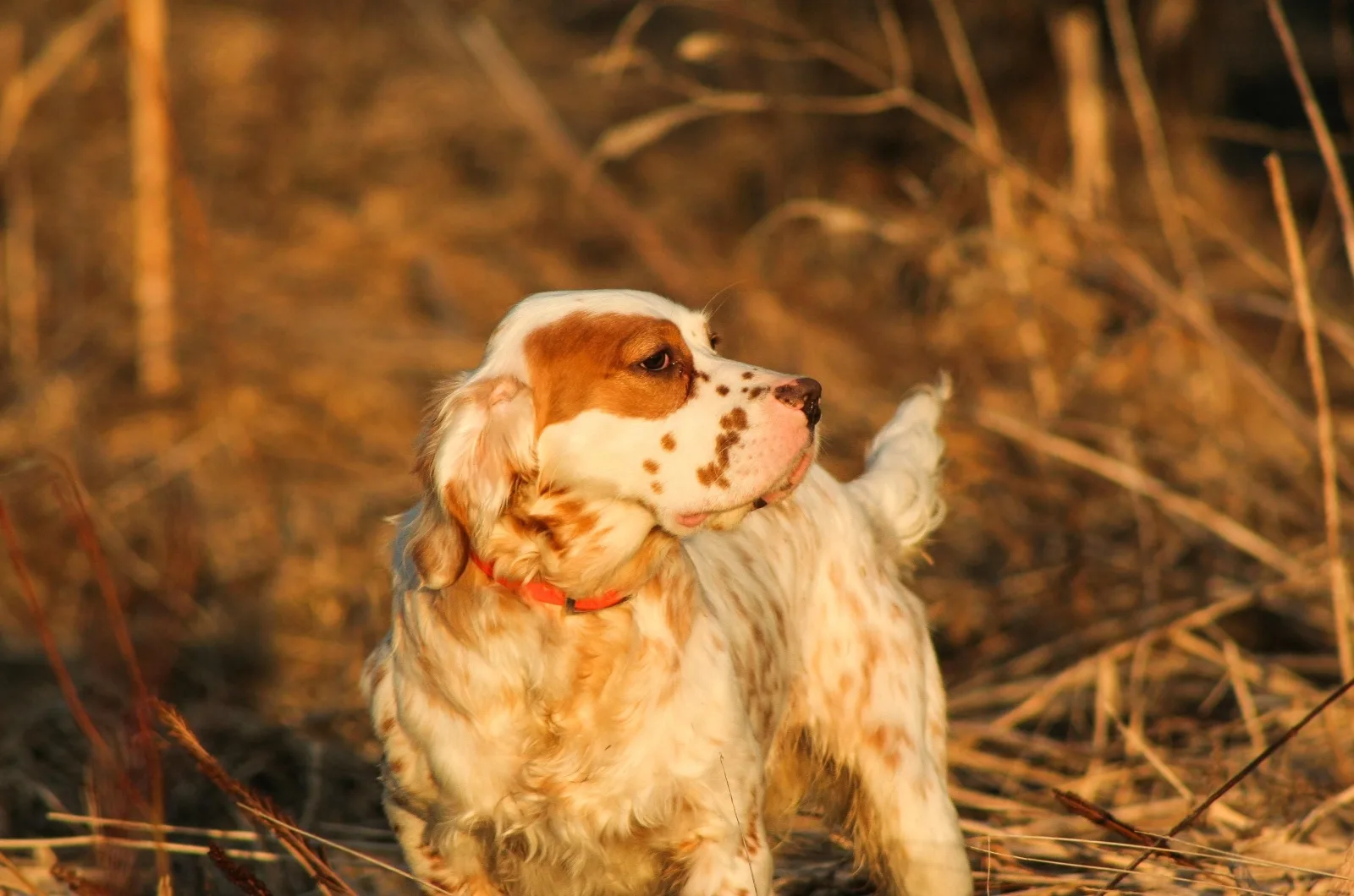 English Setter Colors: The Commons And The Rares