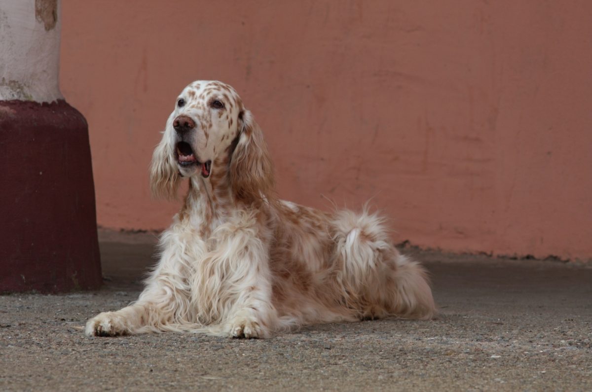 English Setter Colors: The Commons And The Rares