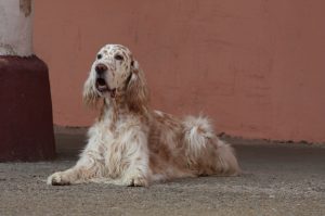 English Setter Colors: The Commons And The Rares