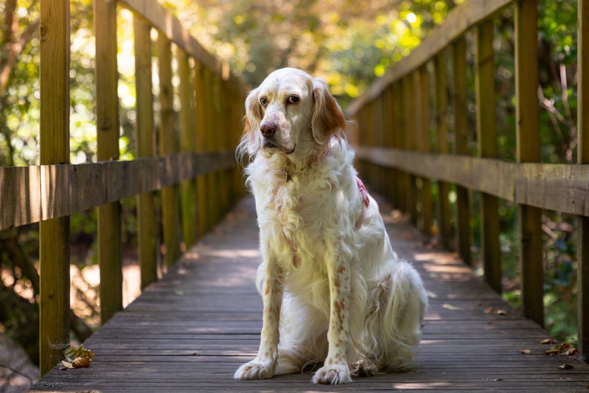 English Setter Colors: The Commons And The Rares
