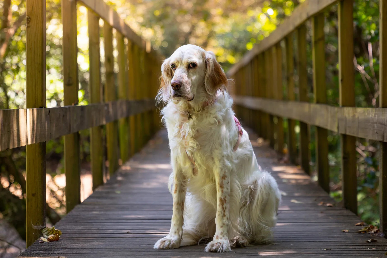 English Setter Colors: The Commons And The Rares