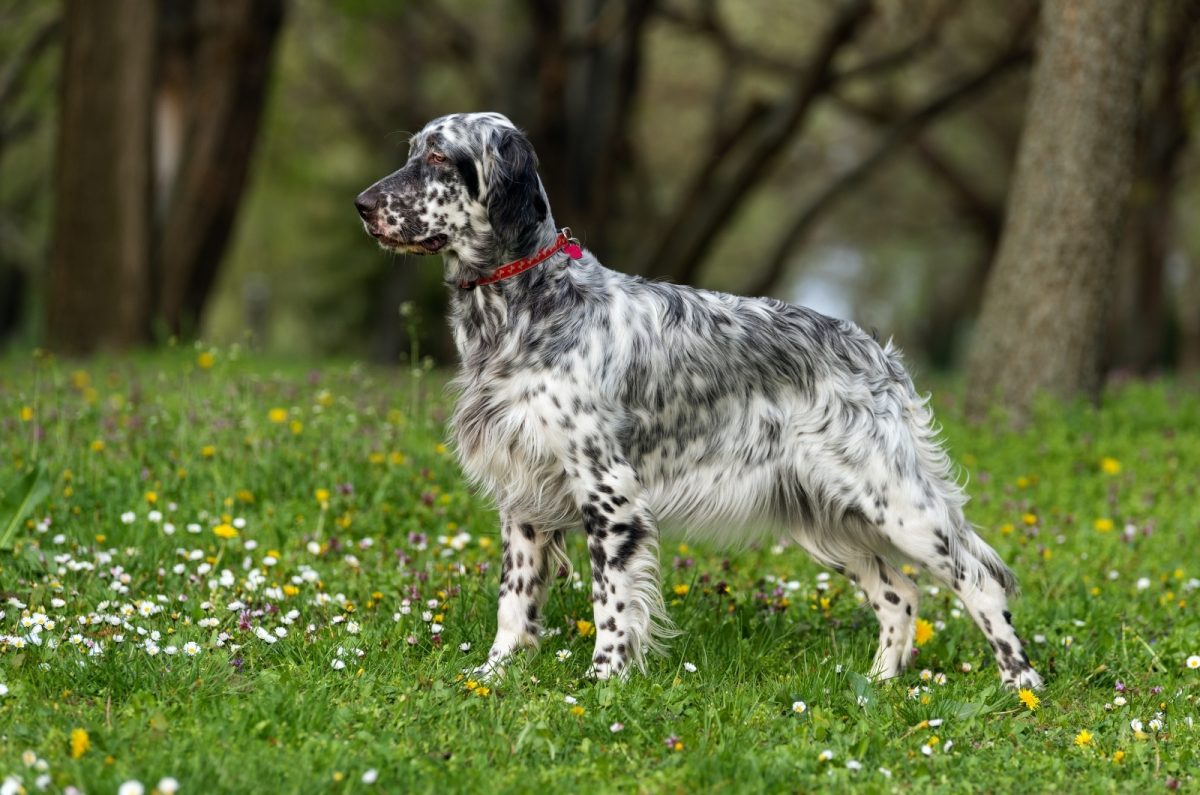 English Setter Colors: The Commons And The Rares
