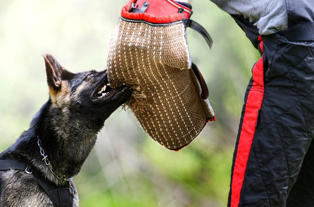 Everything On The German Shepherd Bite Force