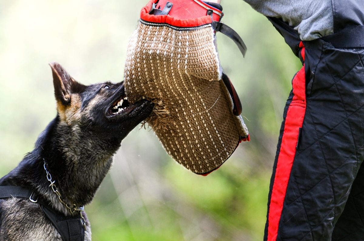 Everything On The German Shepherd Bite Force