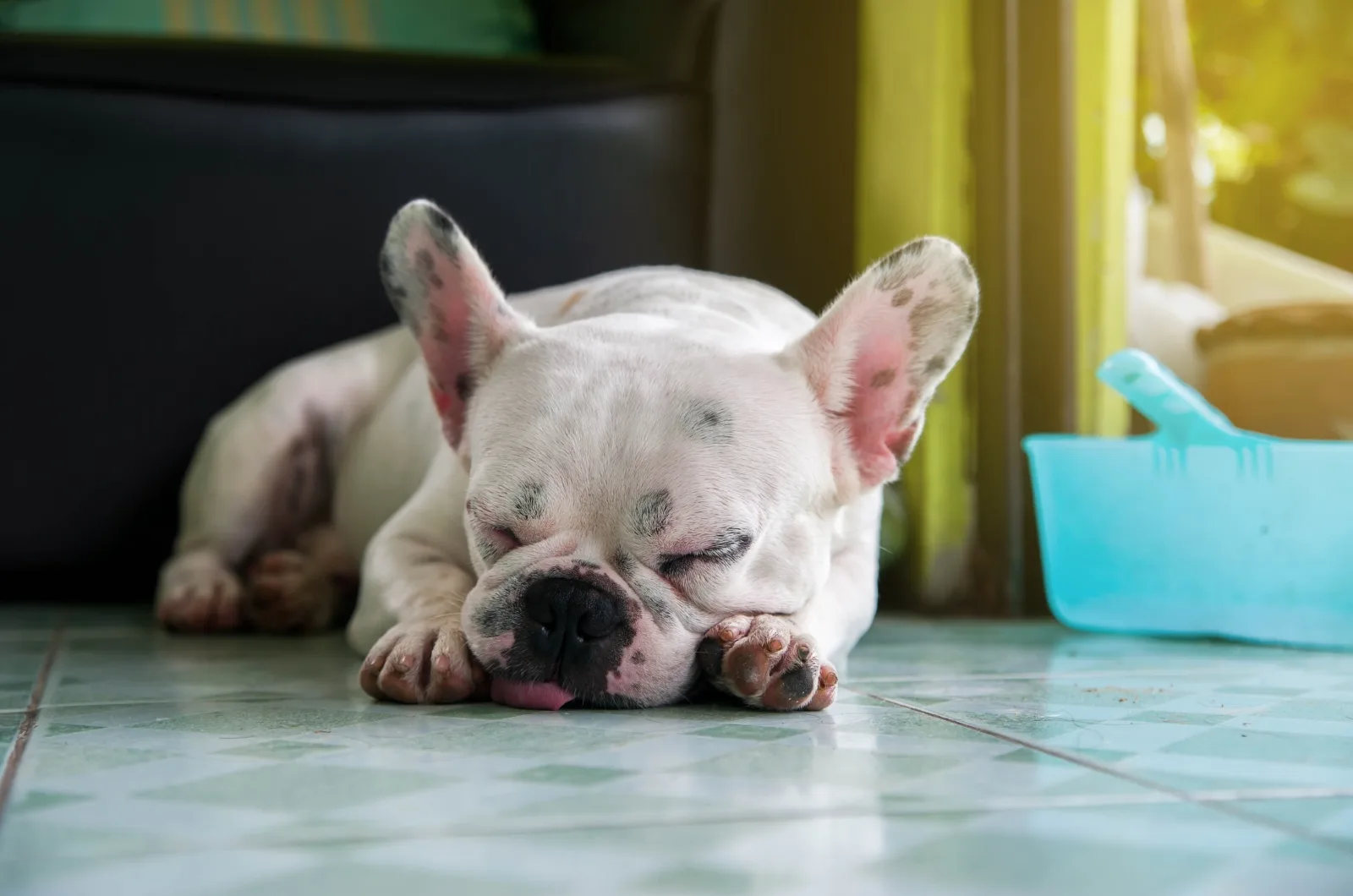 When To Euthanize A Sick Frenchie? 5 Final Health Conditions