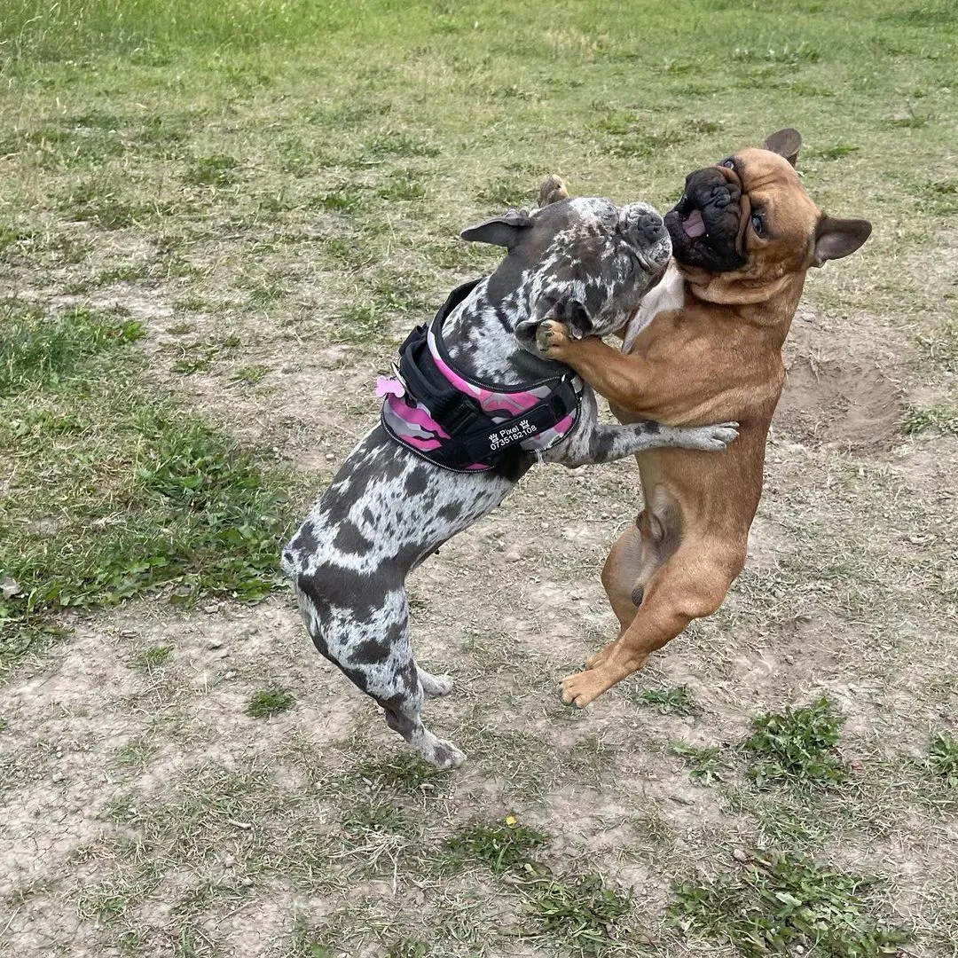 Should You Let Frenchies Play Fight? Find The Right Answer