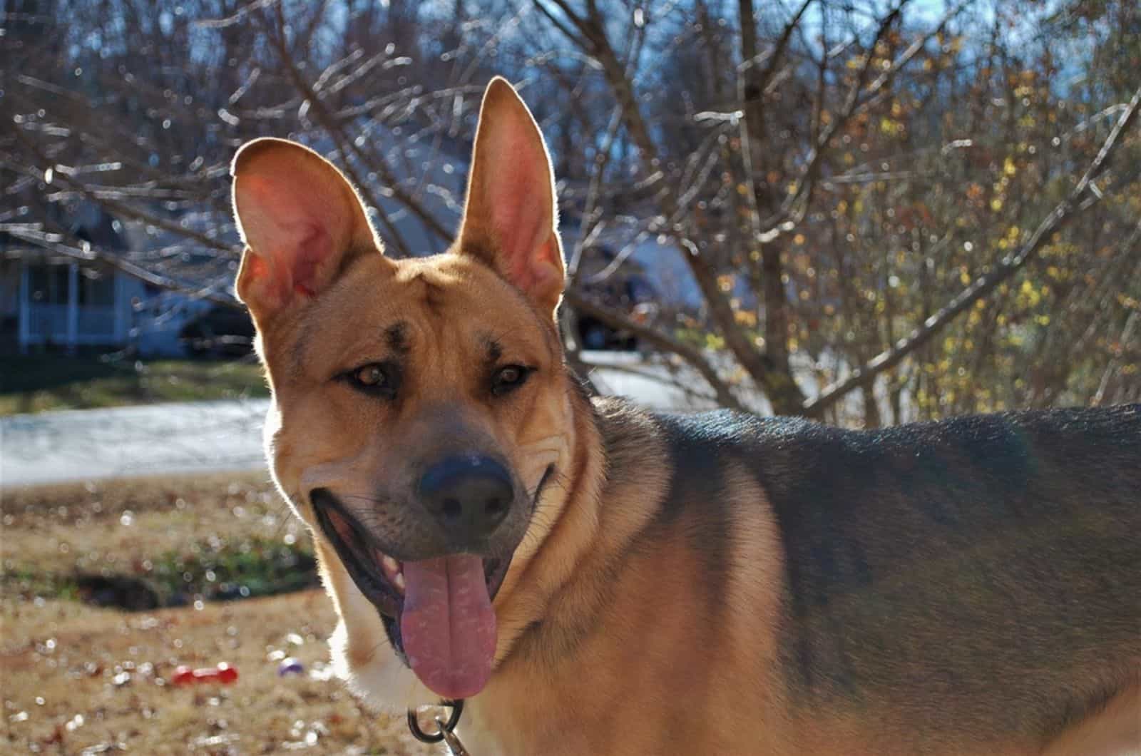 German Shepherd Pitbull Mix Is This The Smartest Guard Dog 