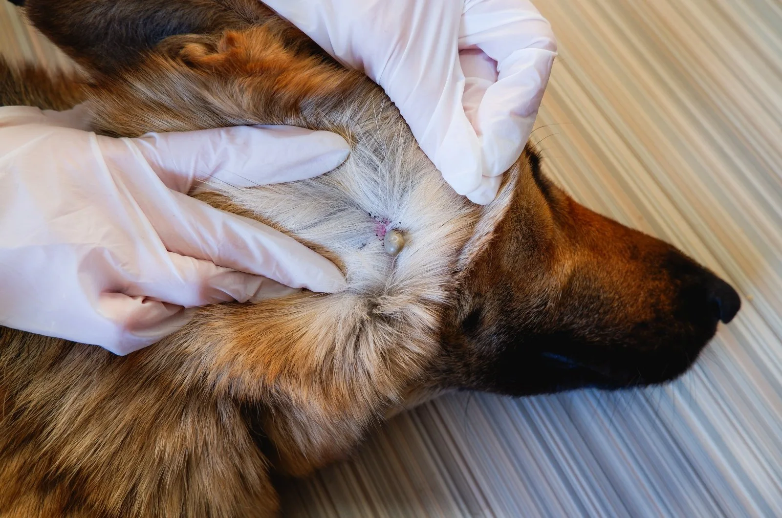 5 Early Signs Of Ehrlichia In German Shepherds