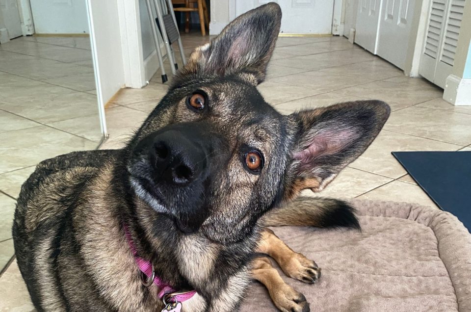 5 Rationales For Why Do German Shepherds Tilt Their Heads