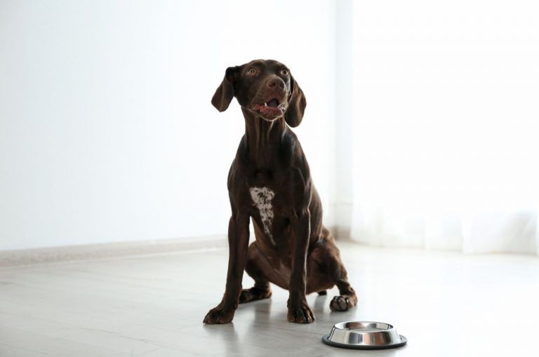 German Shorthaired Pointer Feeding Chart — Food For Though