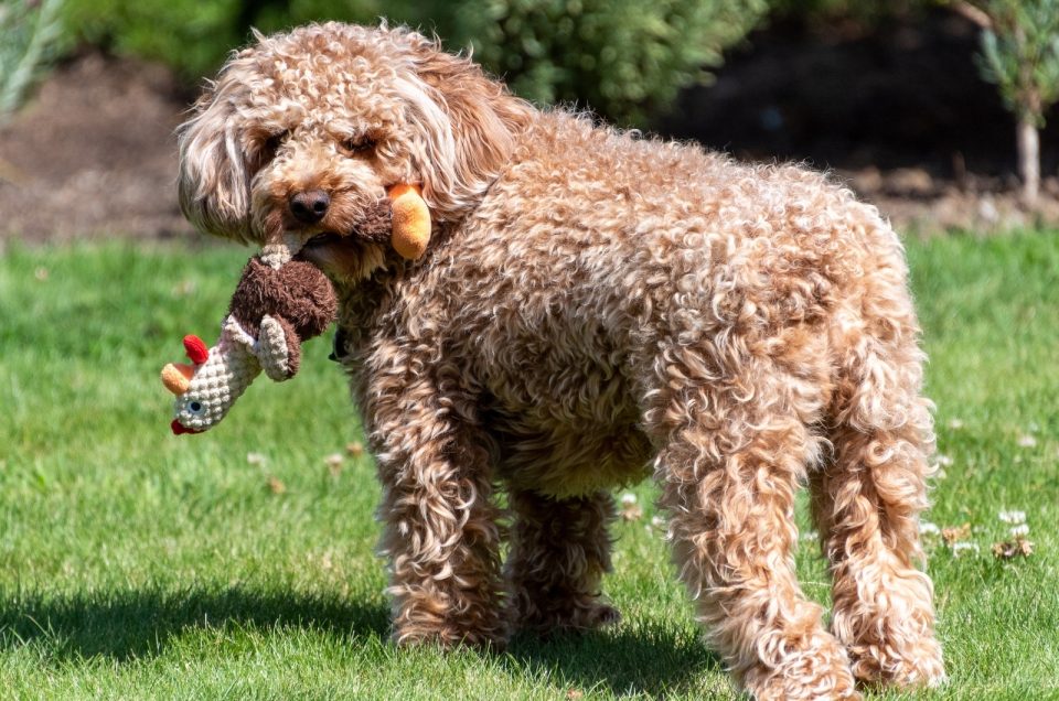 Goldendoodle Tail Docking - Mutilation For Fashion? Goldendoodle Tail Docking - Mutilation For Fashion?