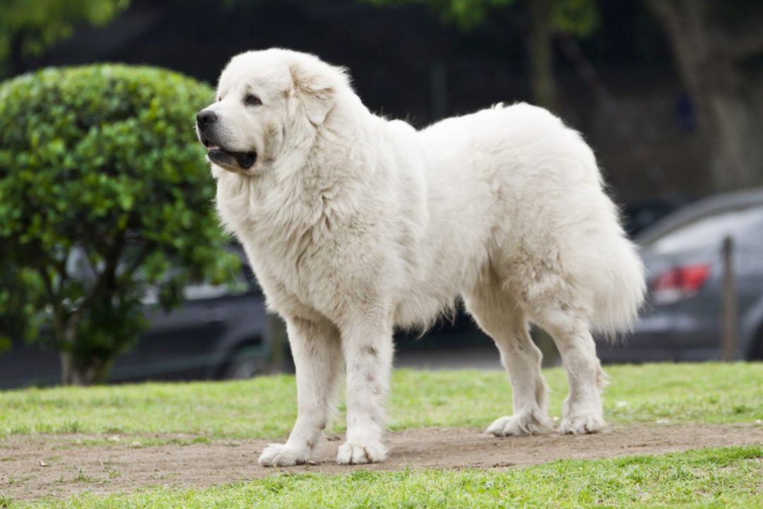 Maremma Sheepdog Vs Great Pyrenees: Clash Of The Titans