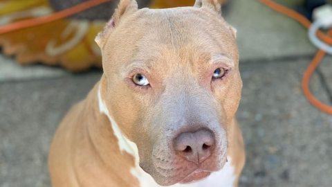 Horner’s Syndrome In Dogs - An Eyelid Issue Or A Serious Problem?