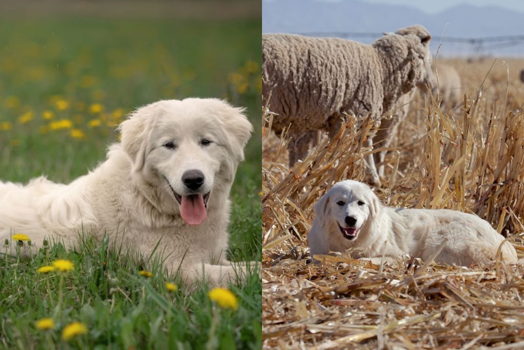 Maremma Sheepdog Vs Great Pyrenees: Clash Of The Titans