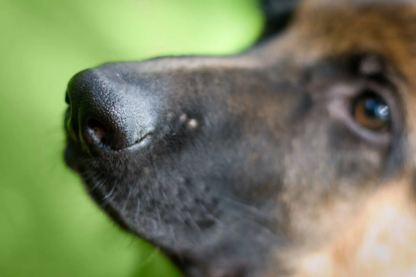 Why Are German Shepherds So Smart? A Guide To GSD Intelligence