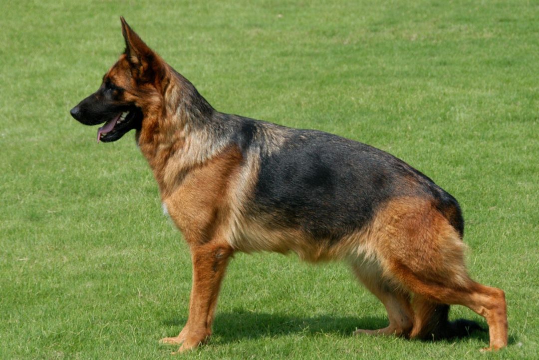The American Show-Line German Shepherd Is A Show Stopper