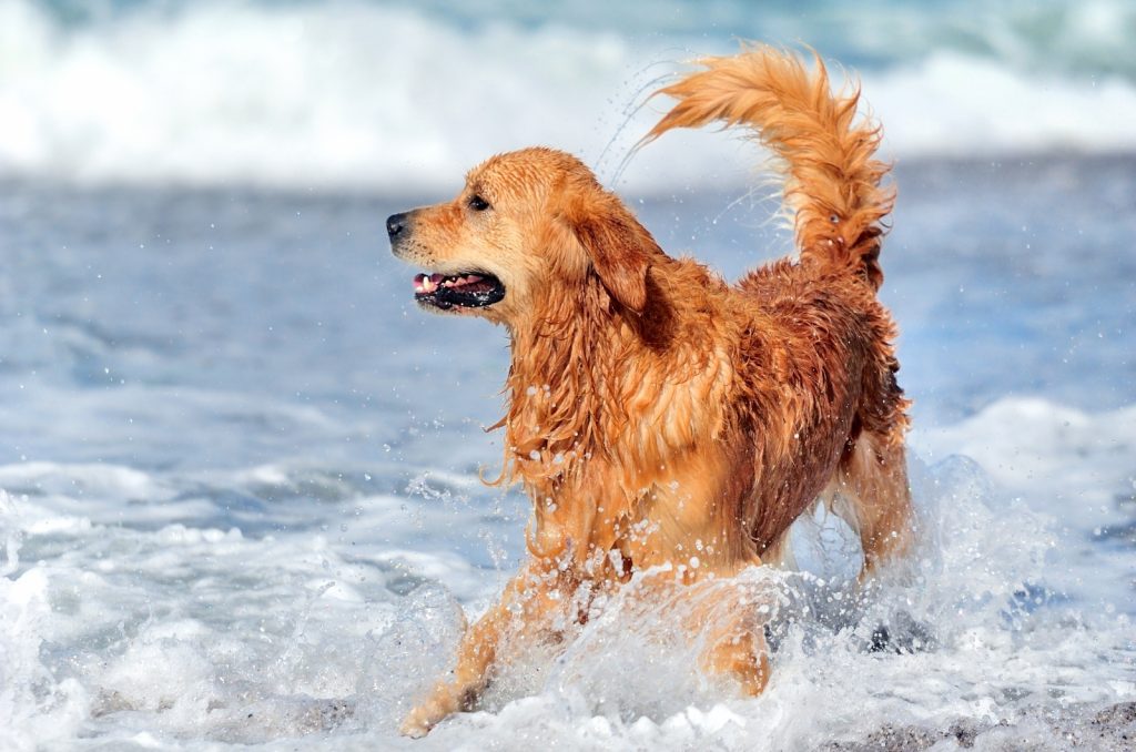 Red Golden Retriever: Things We Should Know About This Dog