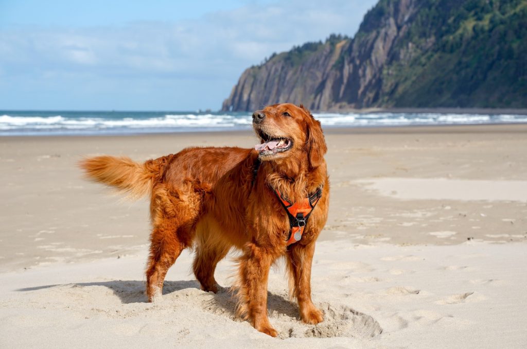 Red Golden Retriever: Things We Should Know About This Dog