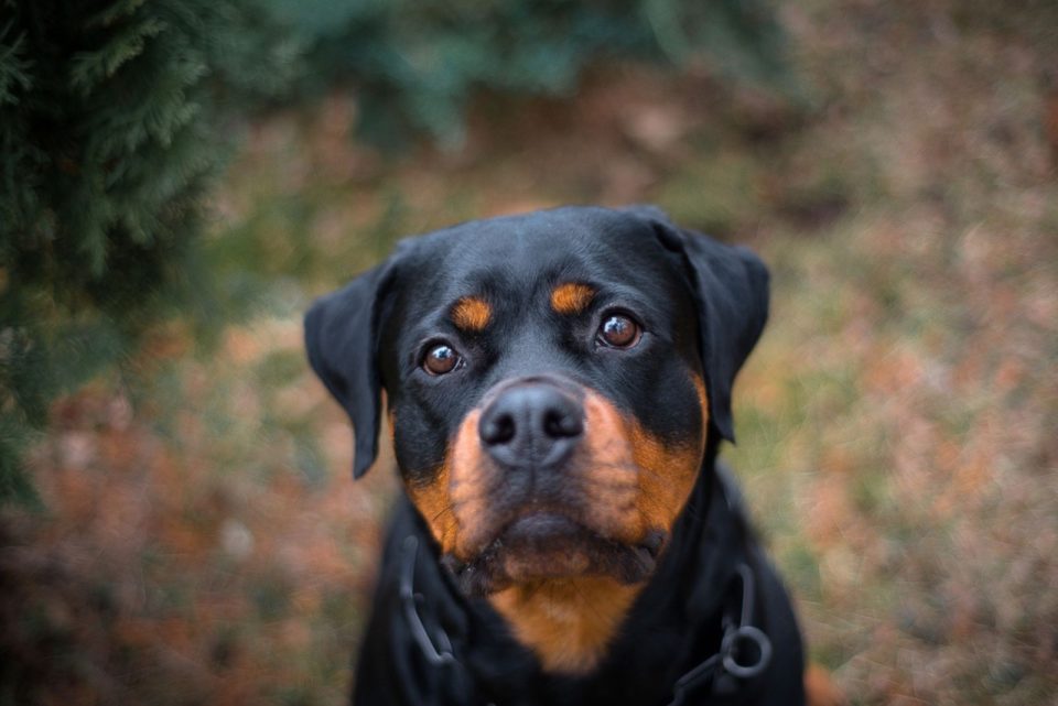 Why Is My Rottweiler So Small? 8 Possible Reasons