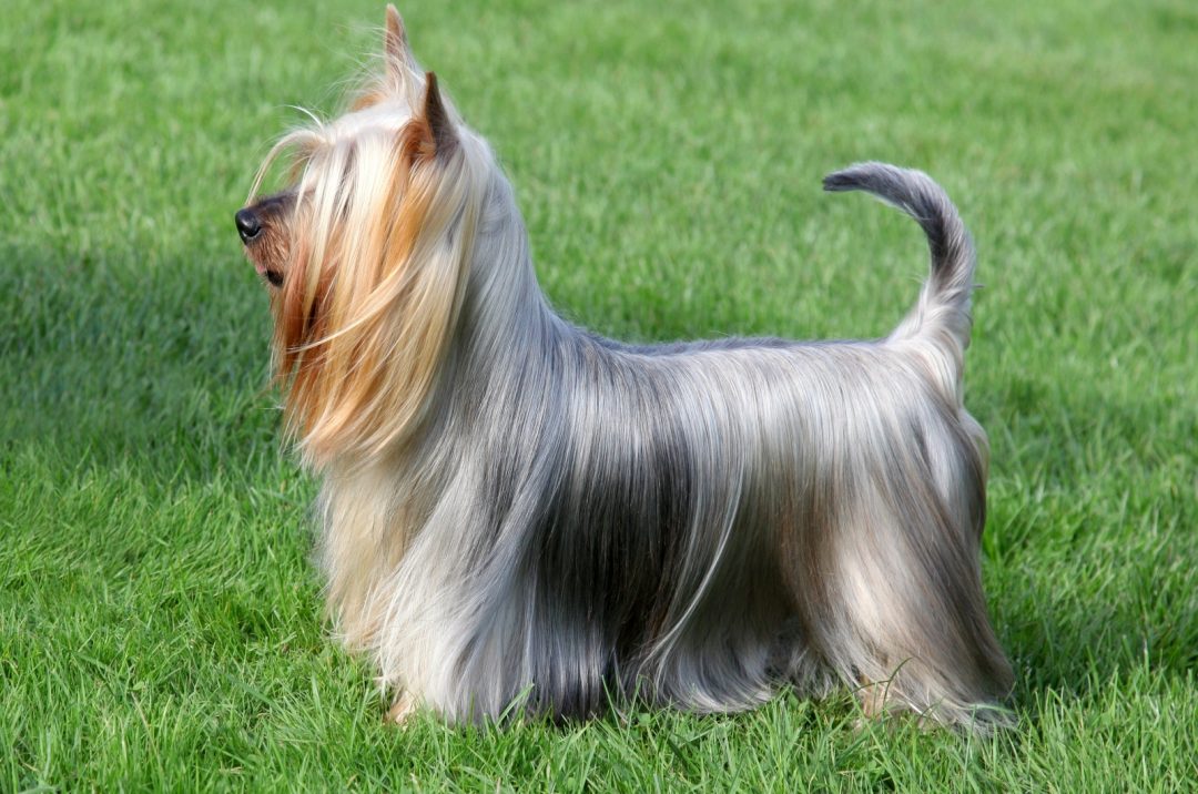 These 5 Silky Terrier Breeders Will Make You Want To Have One