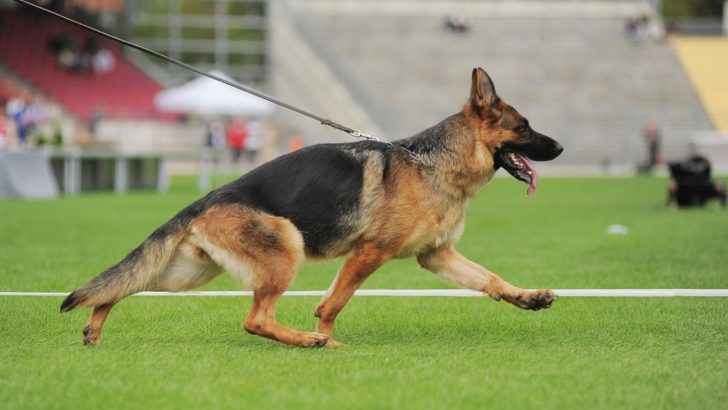 The American Show-Line German Shepherd Is A Show Stopper