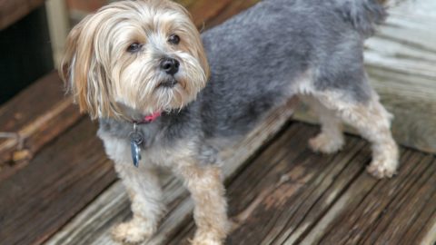 The Complete Morkie Growth Chart Guide For A Healthy Pet