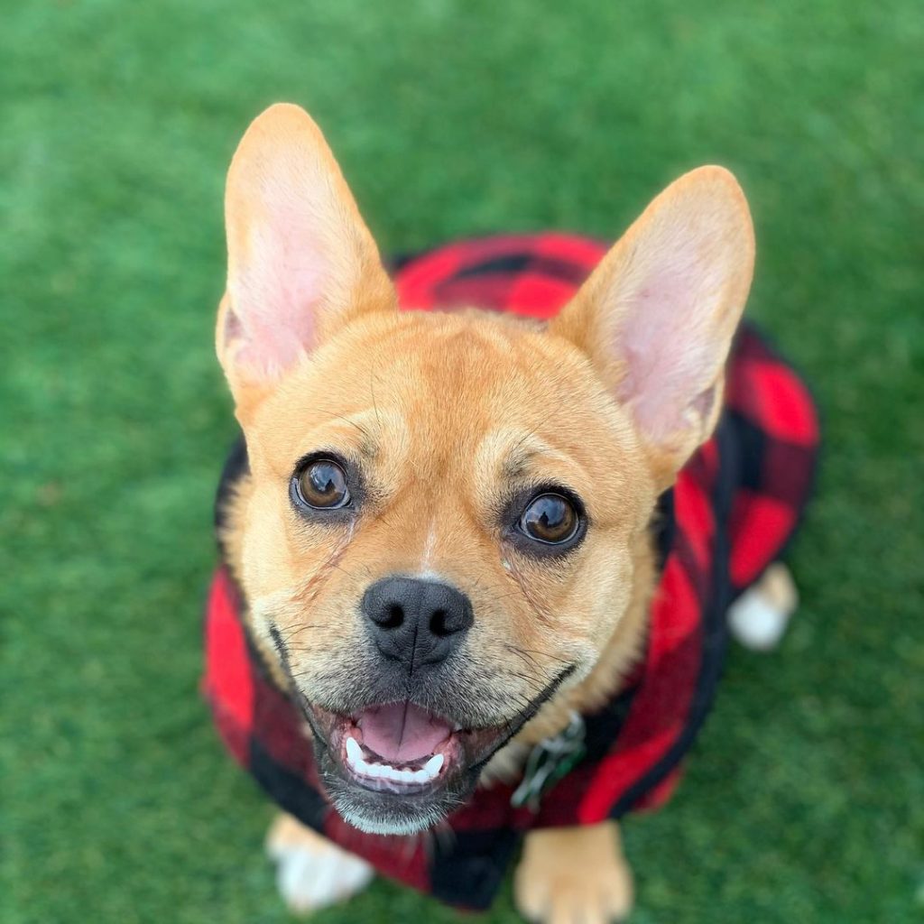 Corgi French Bulldog Mix: The Best Of England And France