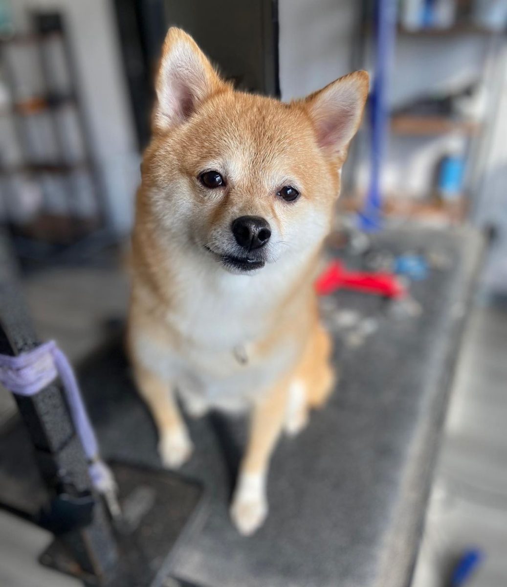 Shiba Inu Pomeranian Mix: A Designer Dog For Beauty Shows