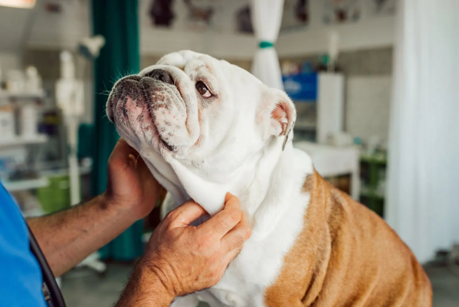 Bulldog Ear Cropping - 5 Reasons To Stop It Right Now
