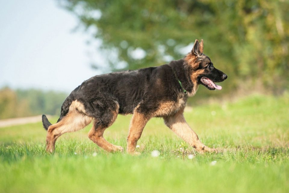 why-do-german-shepherds-have-sloped-backs-uncover-the-truth