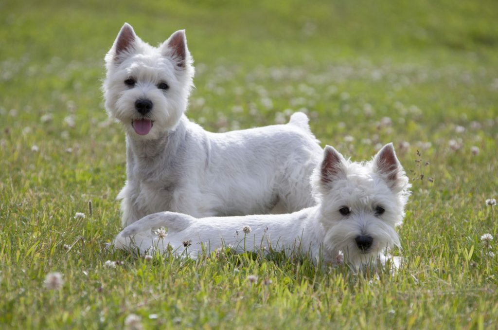 Why Westies Are The Worst? 13 Reasons To Think About