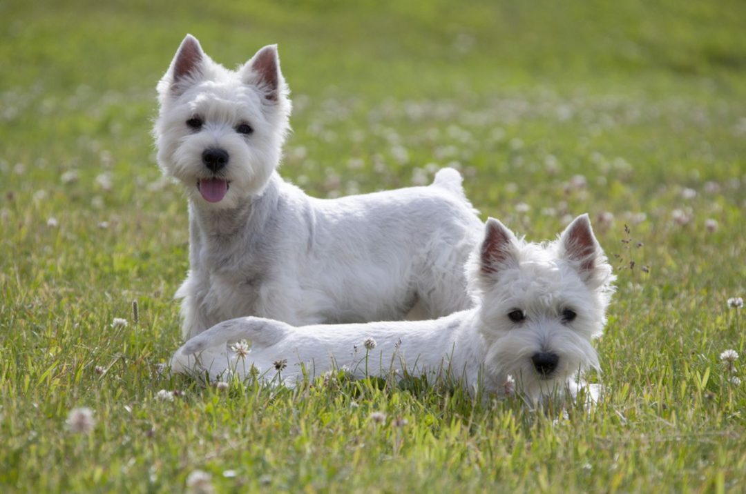 Why Westies Are The Worst? 13 Reasons To Think About