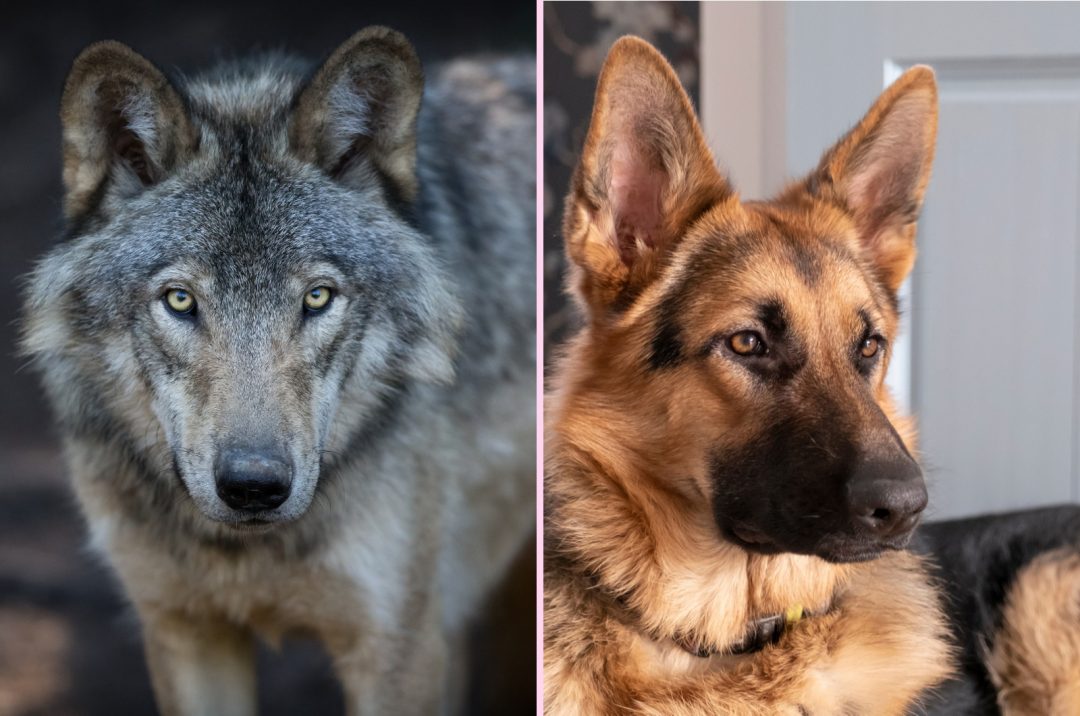 All The Differences Between Wolves And German Shepherd Dogs