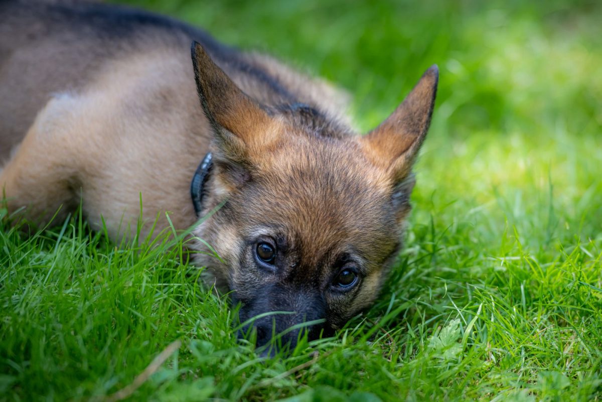 When To Euthanize A Sick German Shepherd: 6 Signs