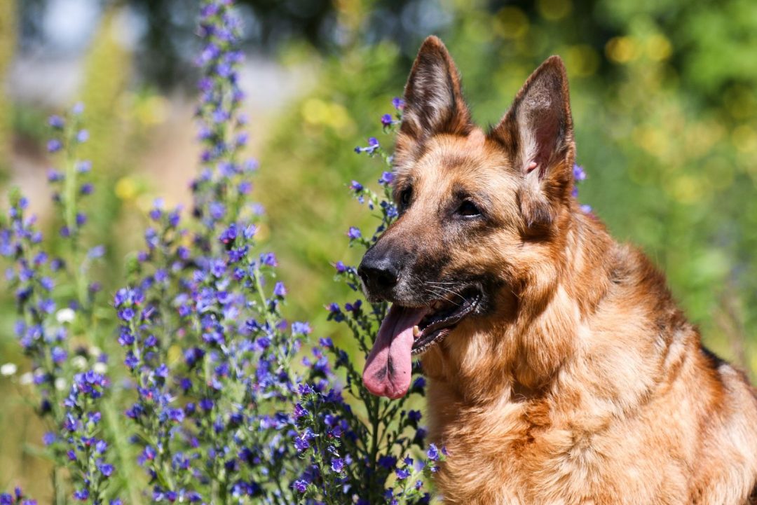 Why Do German Shepherds Have Black Spots On Their Tongue?