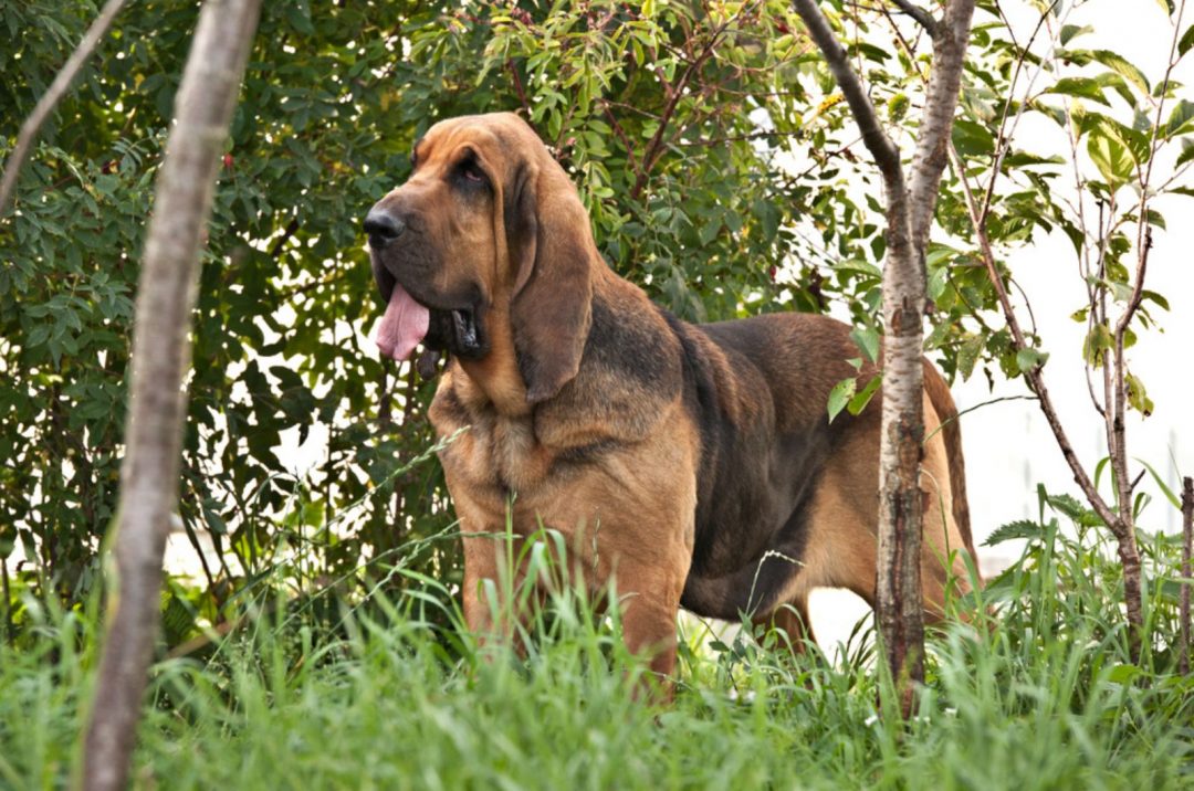 Bloodhound Growth Chart - Uncovering The Sleuth Hound Size