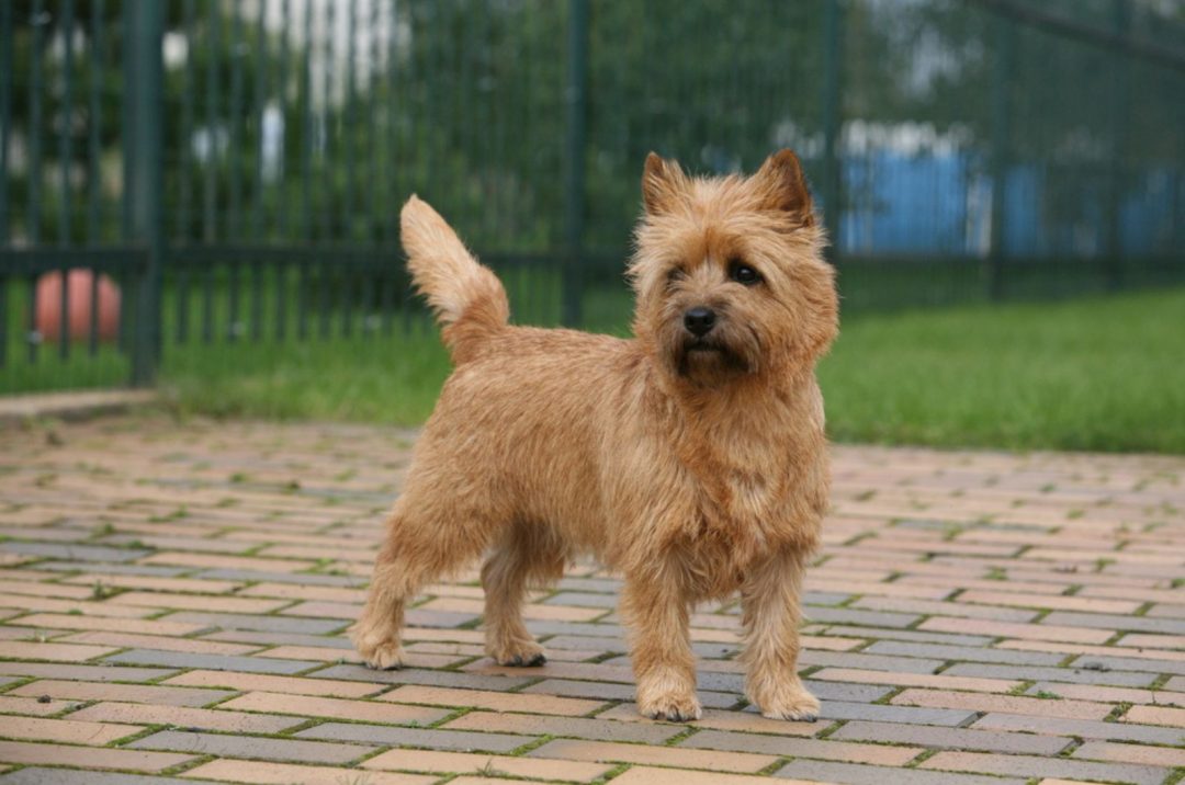 Cairn Terrier Growth Chart - The Size And Weight Of Toto