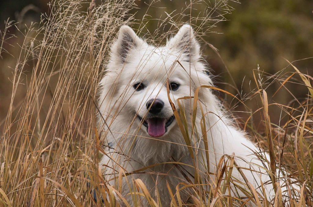 19 Non Sporting Dog Breeds: Wide Range Of Diverse Dogs
