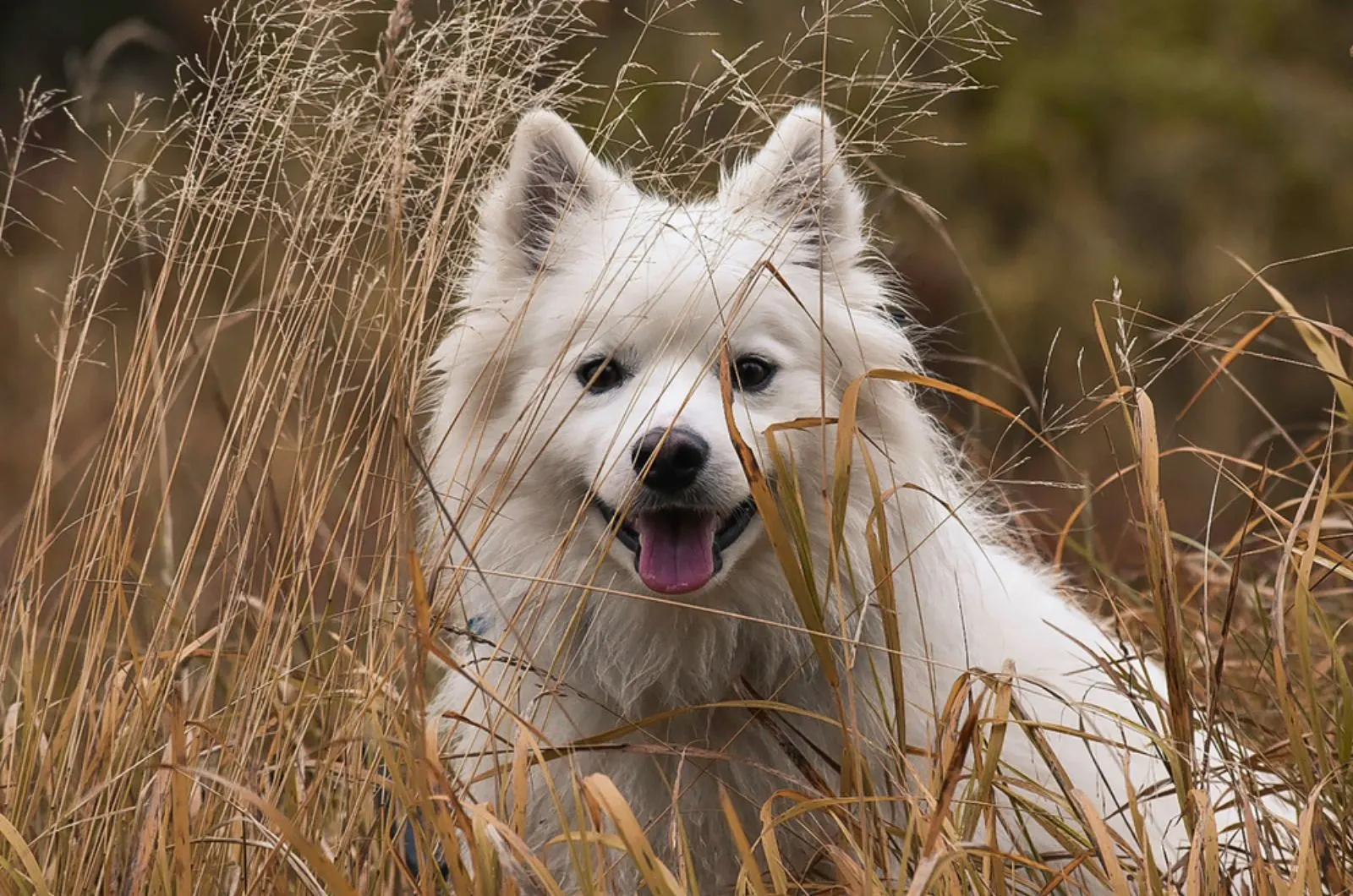 19 Non Sporting Dog Breeds: Wide Range Of Diverse Dogs
