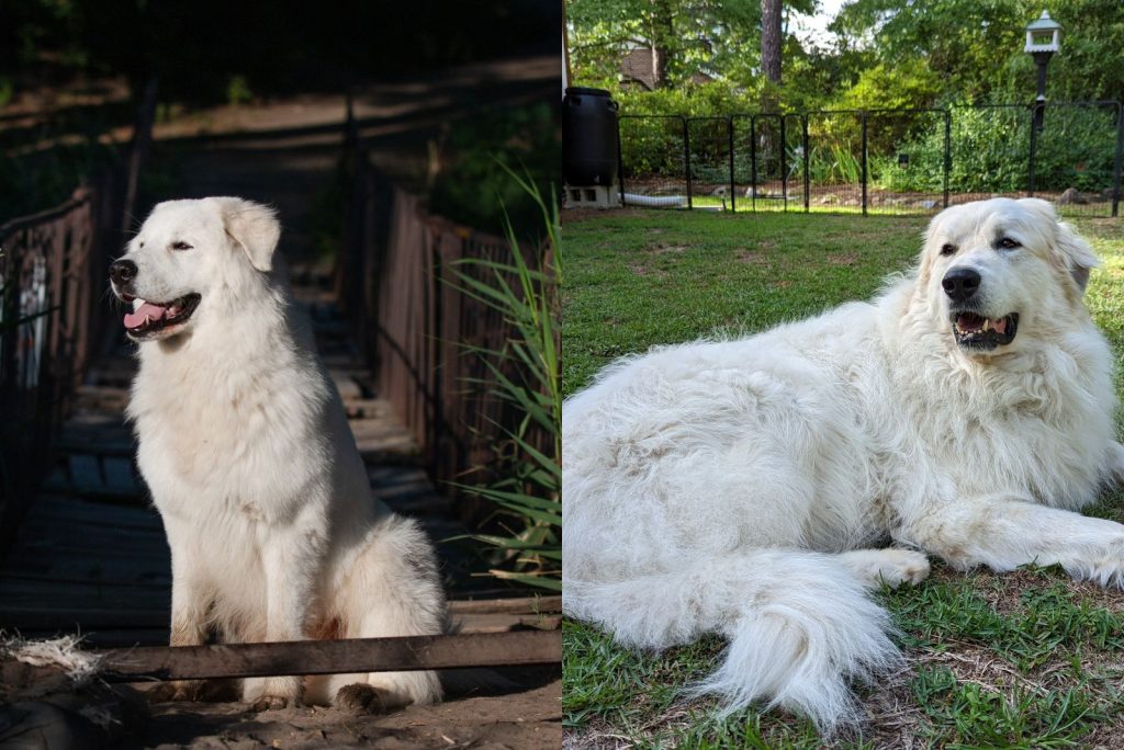 Maremma Sheepdog Vs Great Pyrenees: Clash Of The Titans