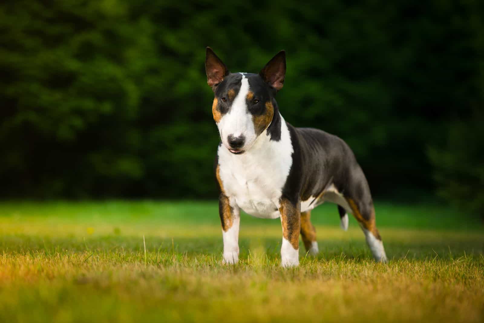 Bull Terrier Growth Chart: How Big Does This Little Guy Get