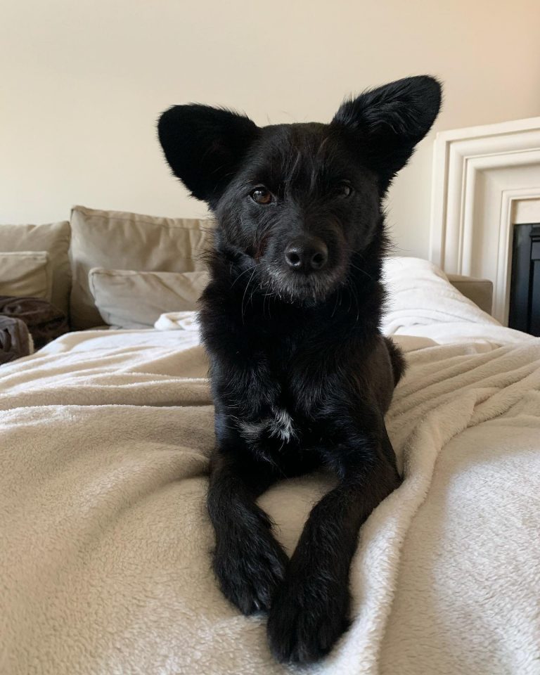 Shiba Inu Poodle Mix: The Poo-Shi Guide