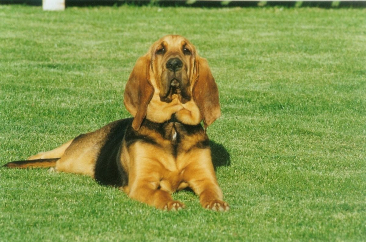 Bloodhound Growth Chart - Uncovering The Sleuth Hound Size