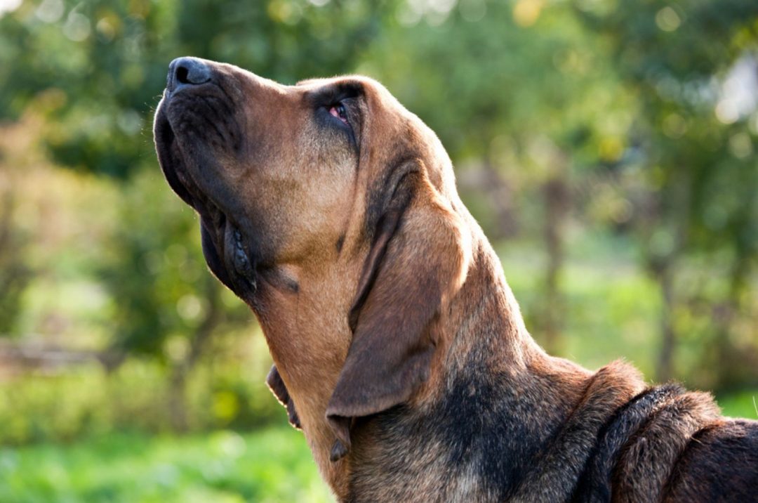 Bloodhound Growth Chart - Uncovering The Sleuth Hound Size