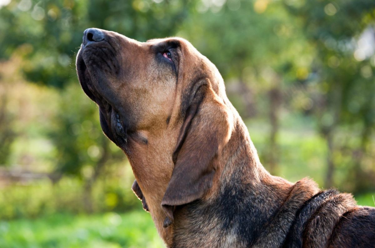 Bloodhound Growth Chart - Uncovering The Sleuth Hound Size